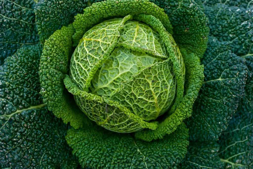 13 Types of Cabbages and and Best Cabbage Recipes