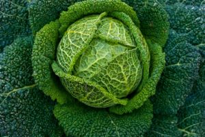 13 Types of Cabbages and and Best Cabbage Recipes