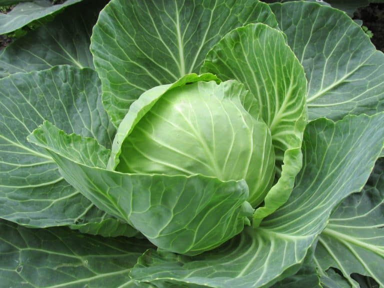 13 Types of Cabbages and and Best Cabbage Recipes